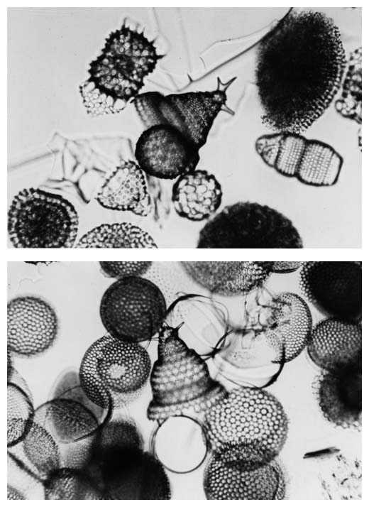 Organisms Building Shells, II