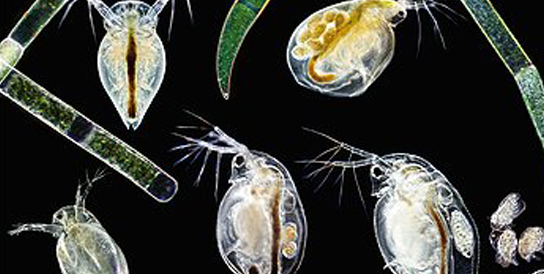 Arctic Zooplankton